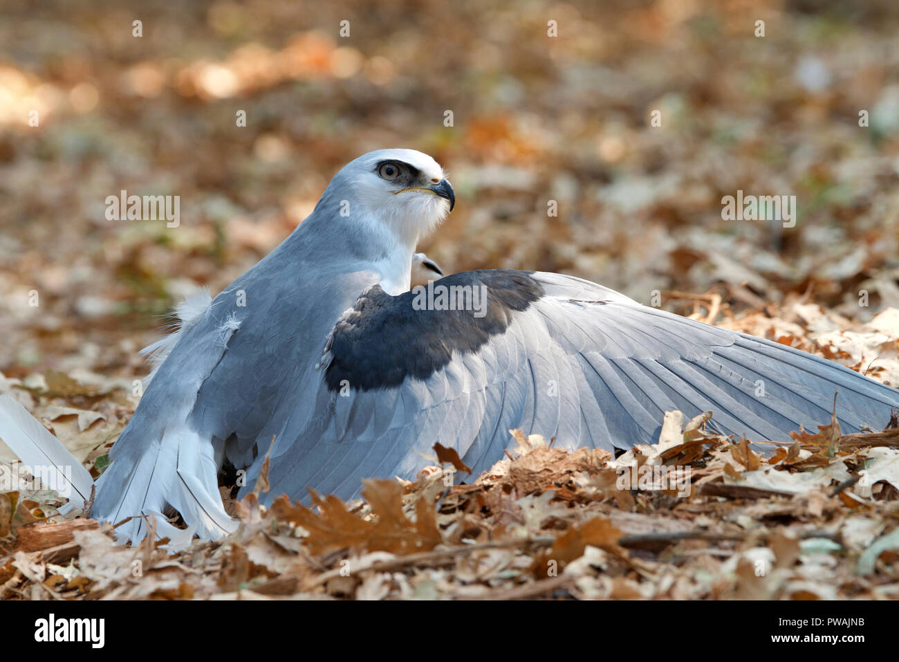 White Kite Bird Of Prey