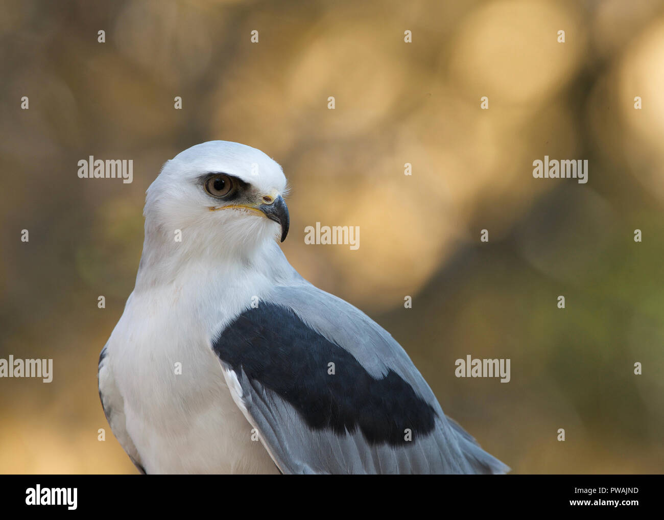 White tailed hawk hi-res stock photography and images - Alamy
