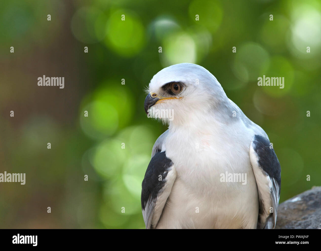 White tailed kite hawk hi-res stock photography and images - Alamy