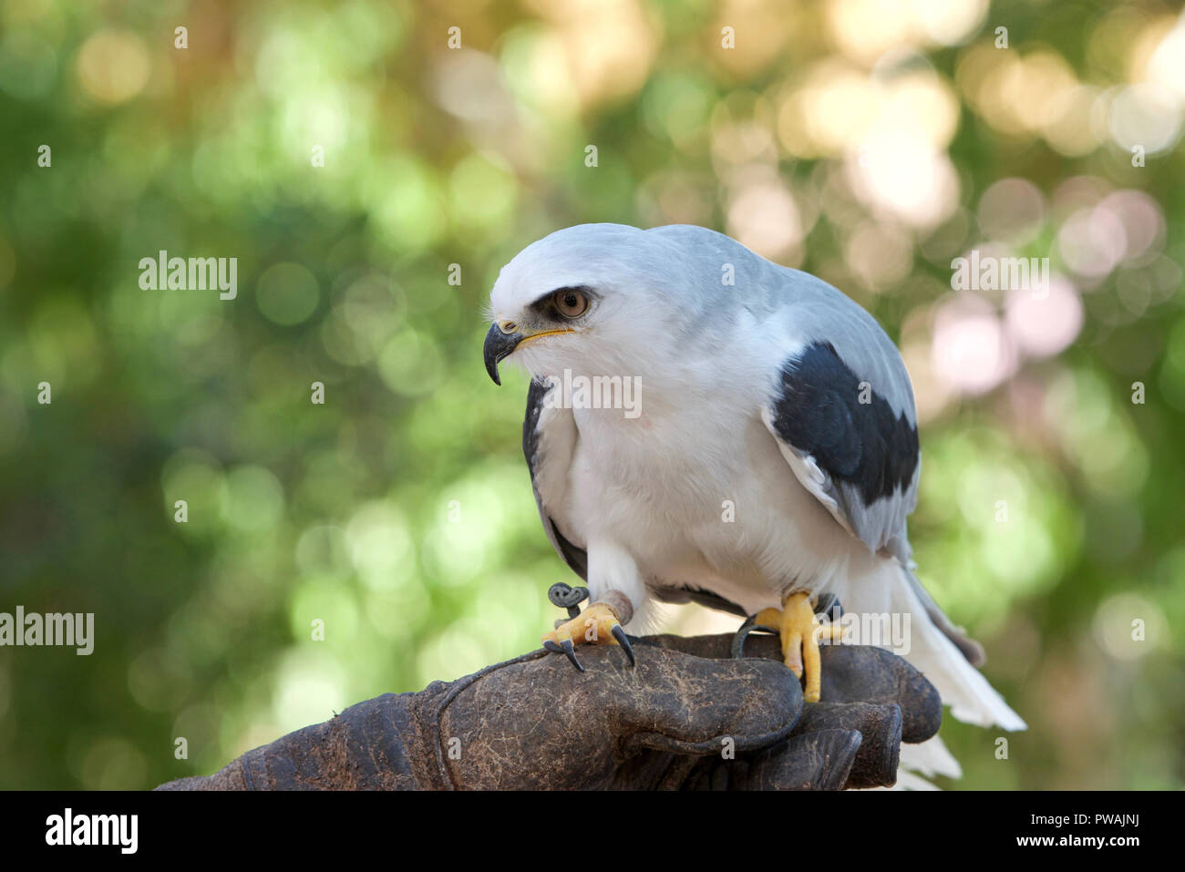 Close up of one white tailed kite perched on leather glove. The white ...