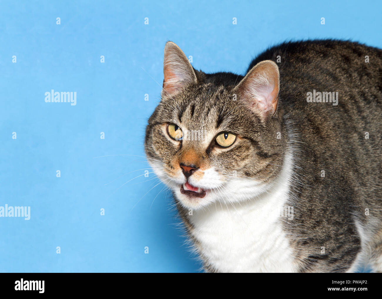 Meowing cat hi-res stock photography and images - Alamy