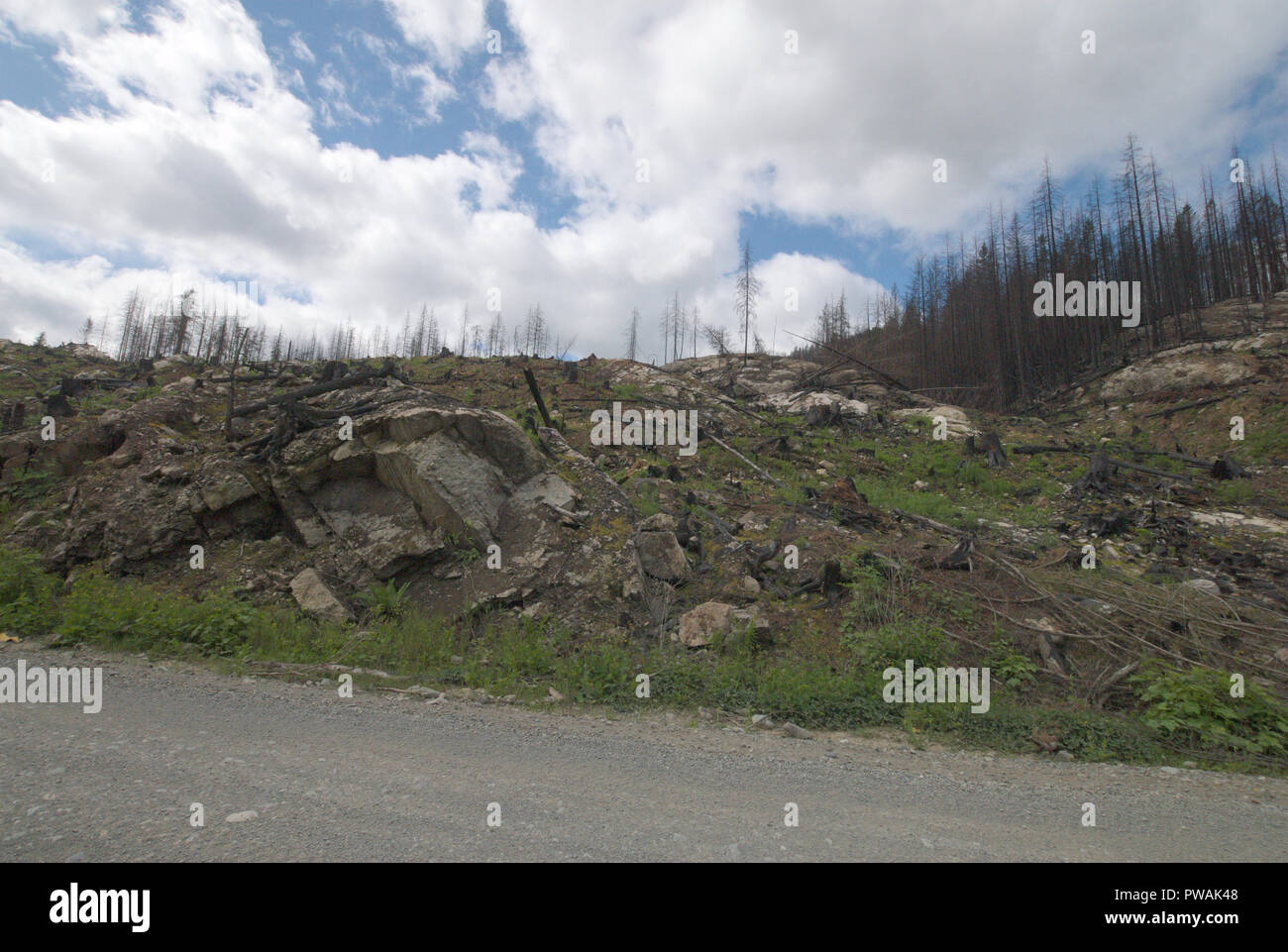 Logging road on the west side of Harrison Lake, Harrison, British ...