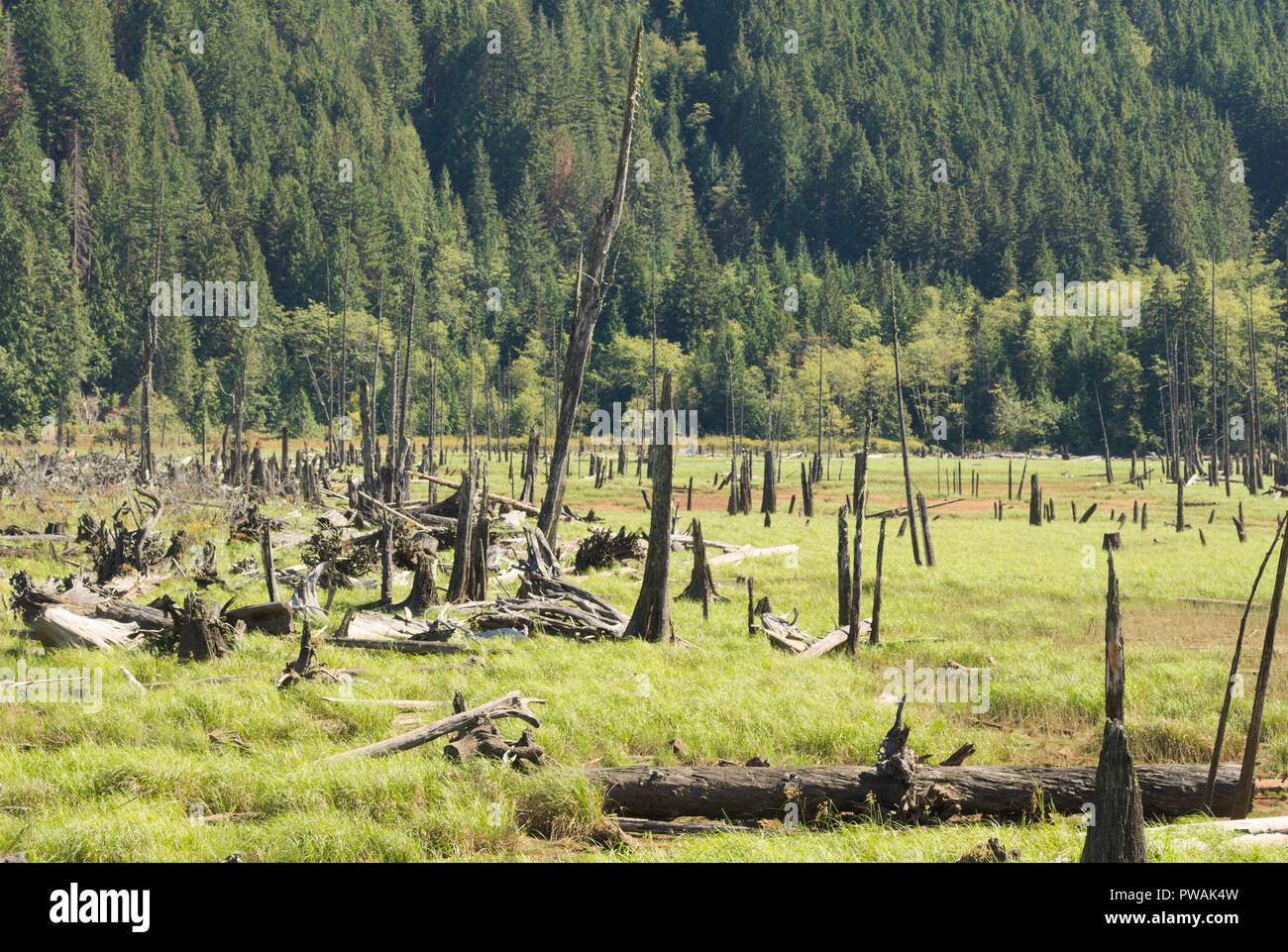 A meadow on the river at the north end of Stave Lake in Mission ...