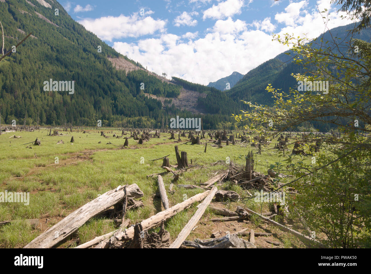 A meadow on the river at the north end of Stave Lake in Mission ...