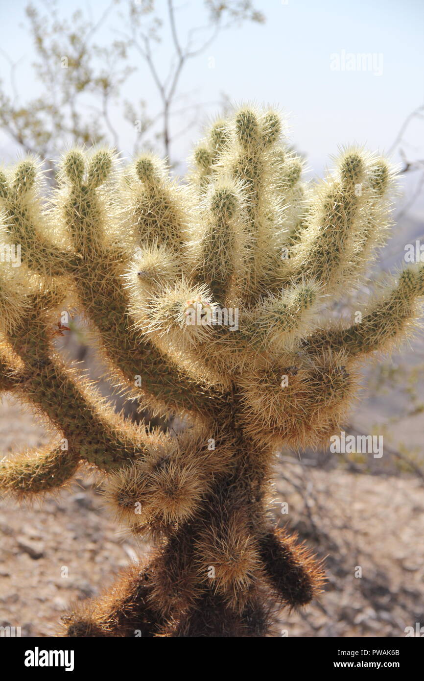 Yuma desert hi-res stock photography and images - Alamy