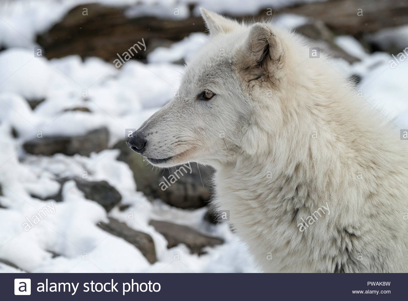 Wolves Snow Stock Photos & Wolves Snow Stock Images - Alamy