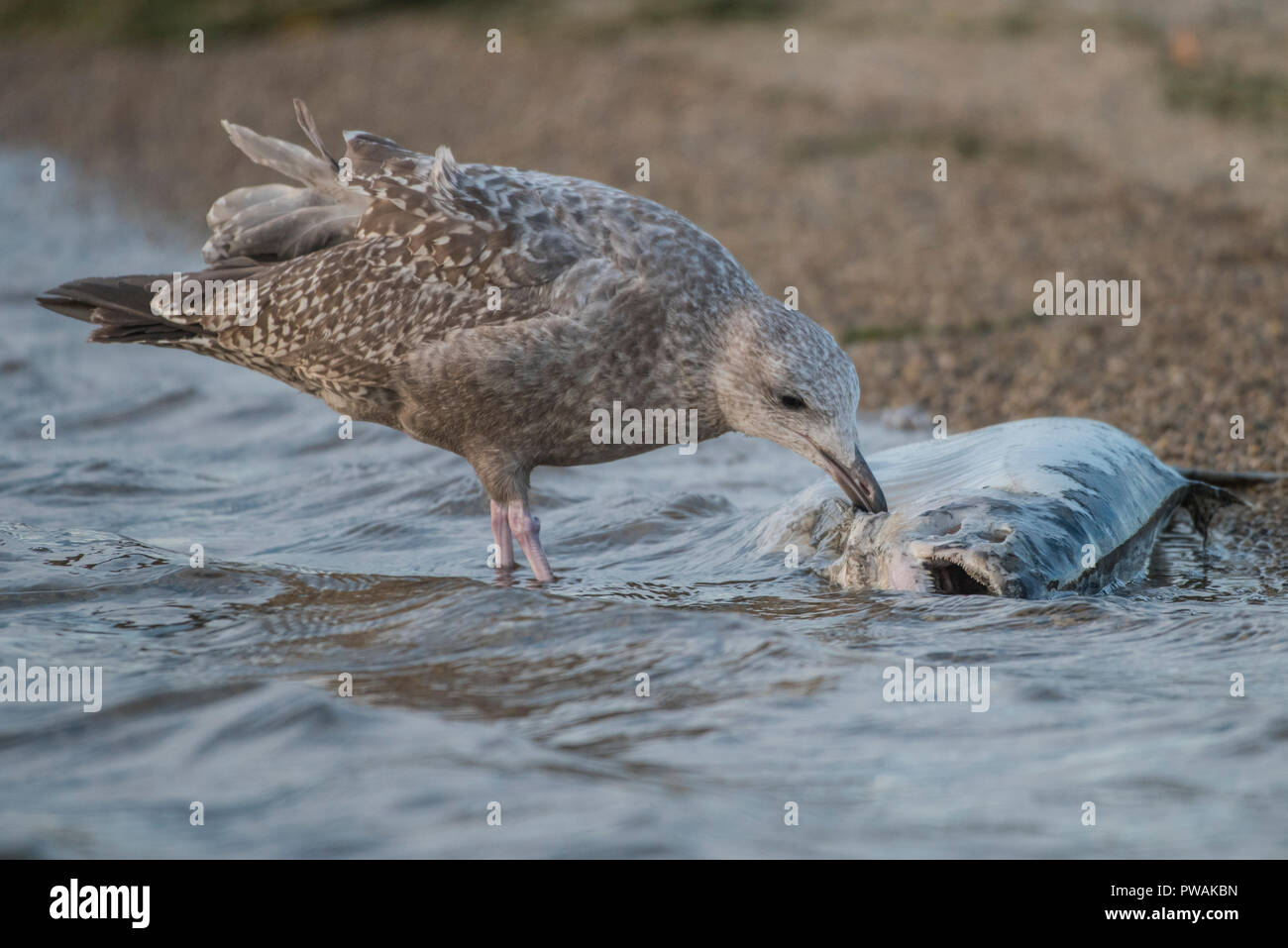 Seagull Life Cycle High Resolution Stock Photography and Images - Alamy