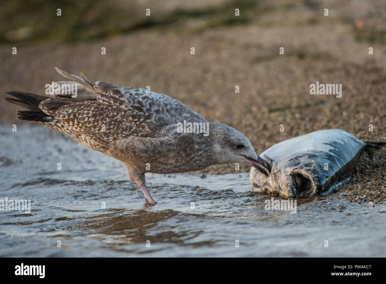 Seagull life cycle hi-res stock photography and images - Alamy