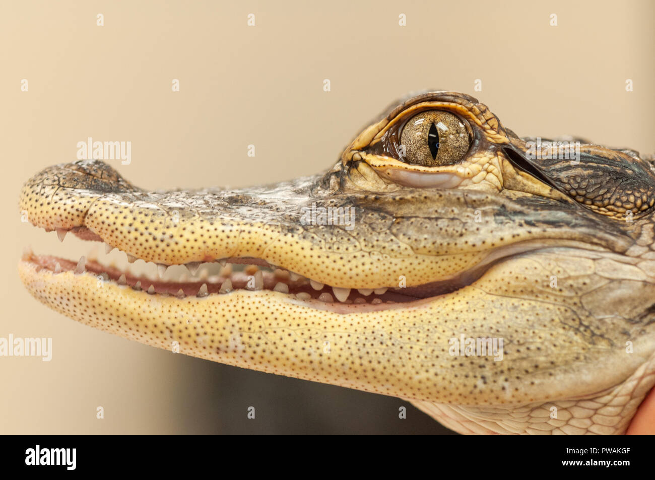 Common Caiman (Caiman crocodilus) alligator Close up of mouth and eye ...