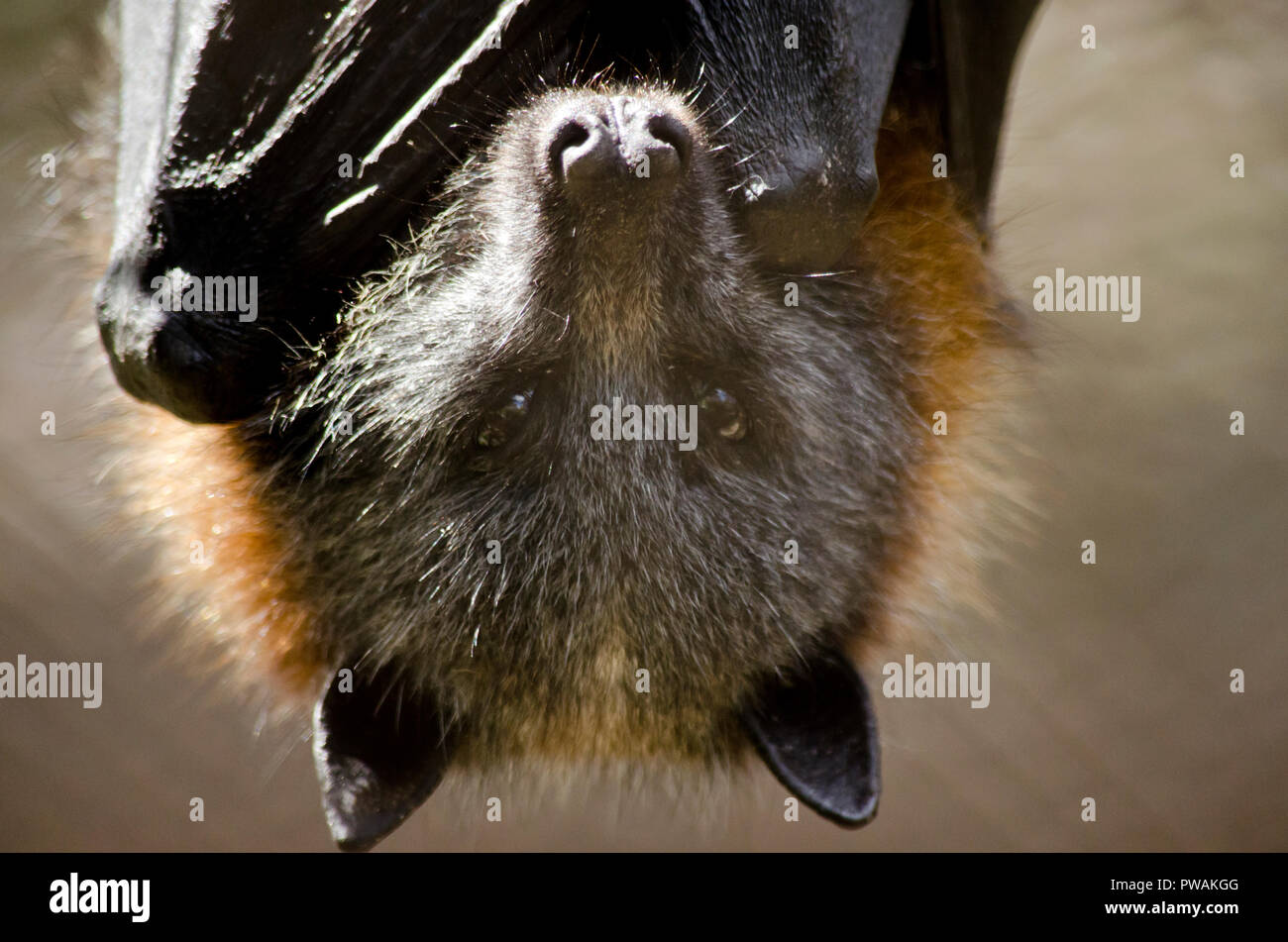 this is a close up of a bat Stock Photo - Alamy