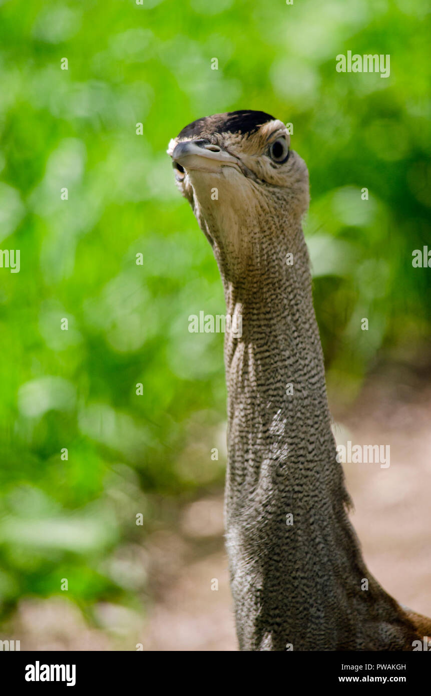 Australian bustard hi-res stock photography and images - Alamy