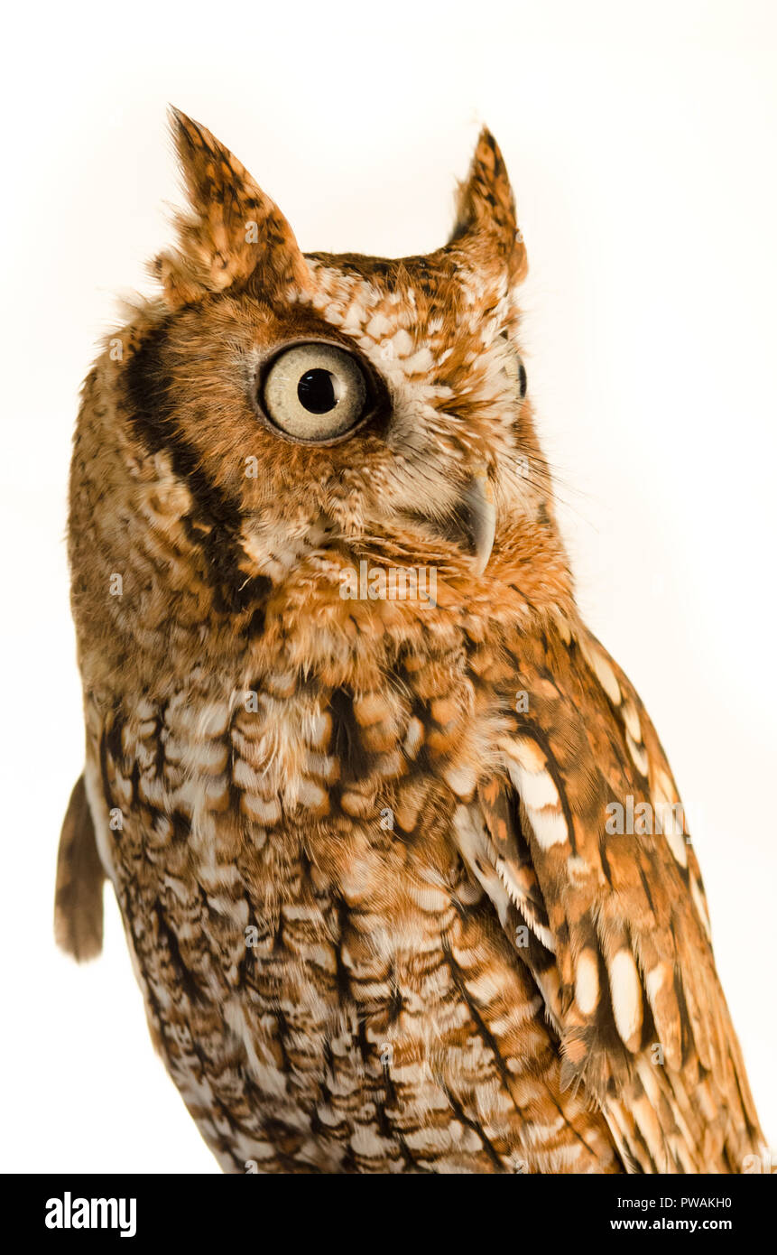Eastern Screen Owl (Megascops asio) portrait white background Stock ...