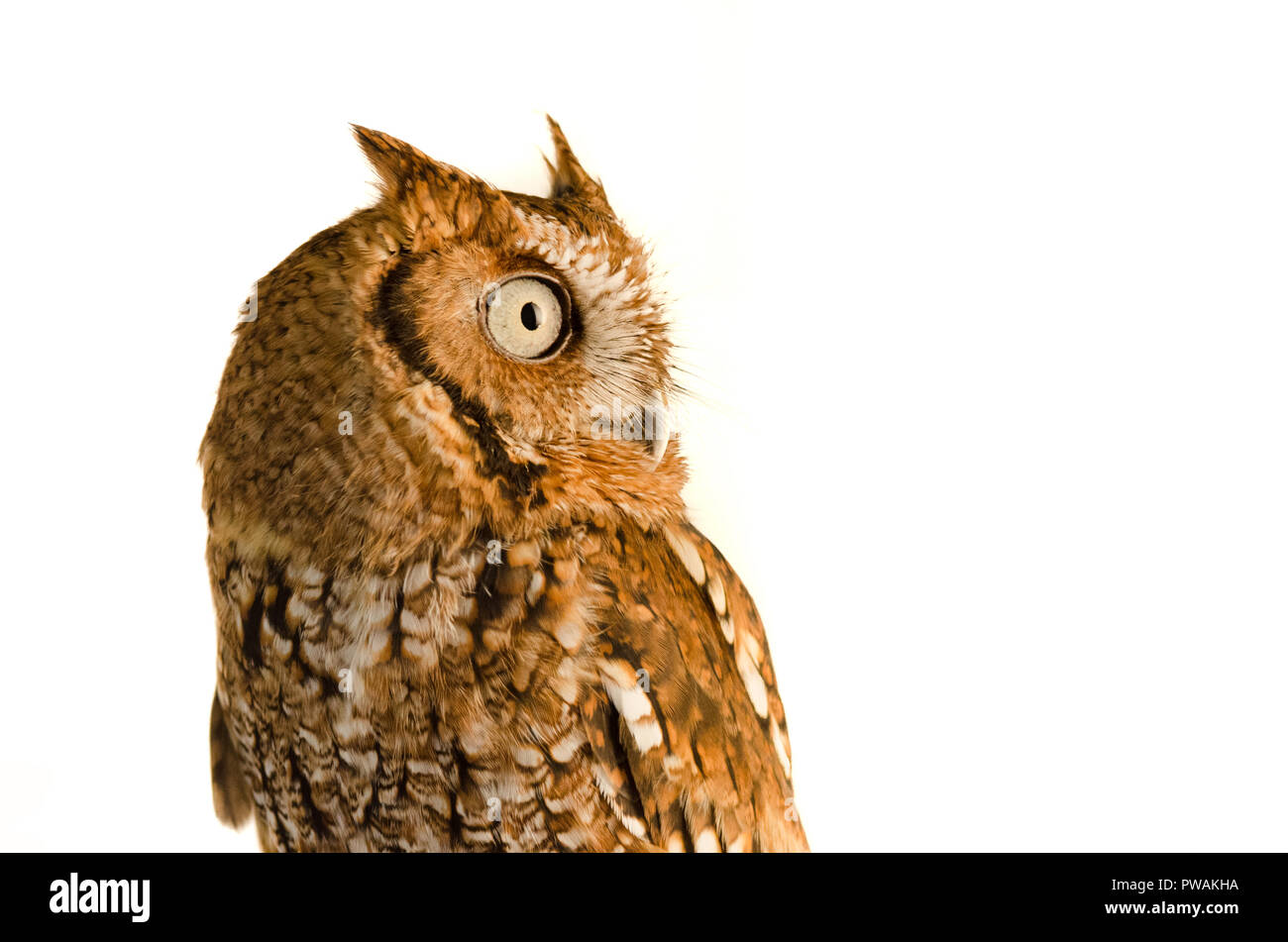 Eastern Screen Owl (Megascops asio) portrait white background Stock ...