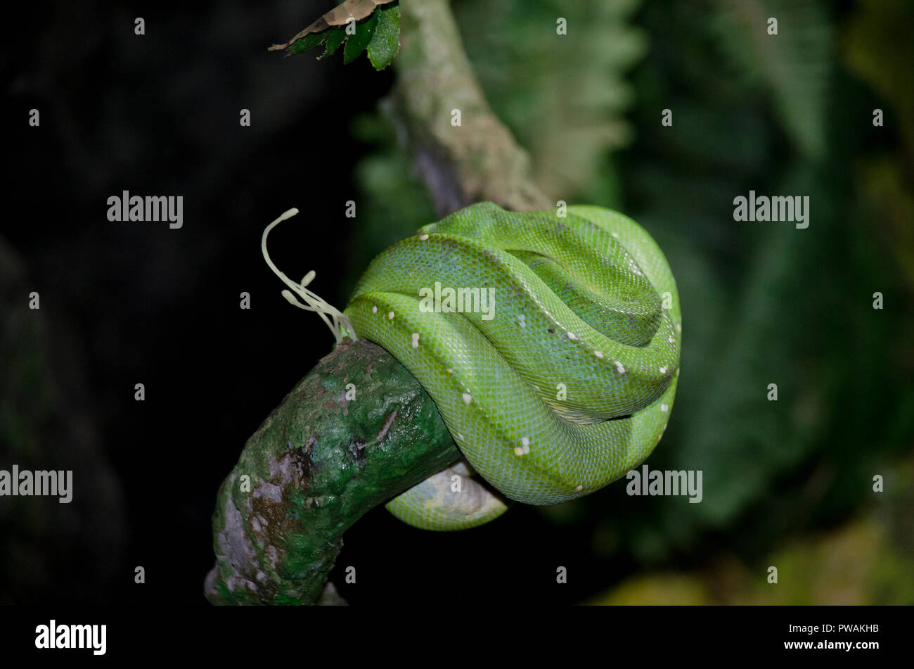 Green tree snake australia hi-res stock photography and images - Alamy