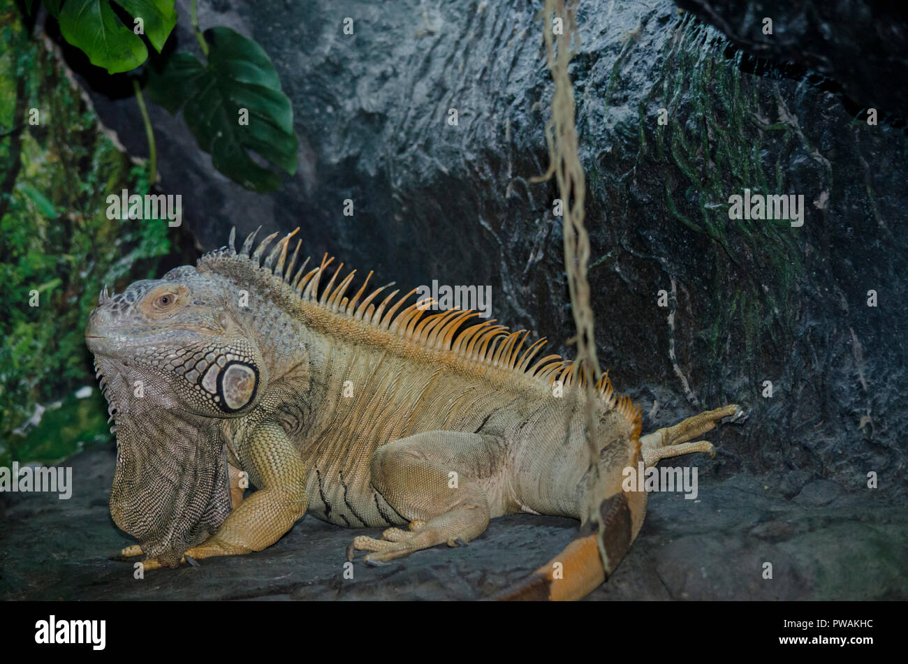 Green iguana lizard spikes hi-res stock photography and images - Alamy
