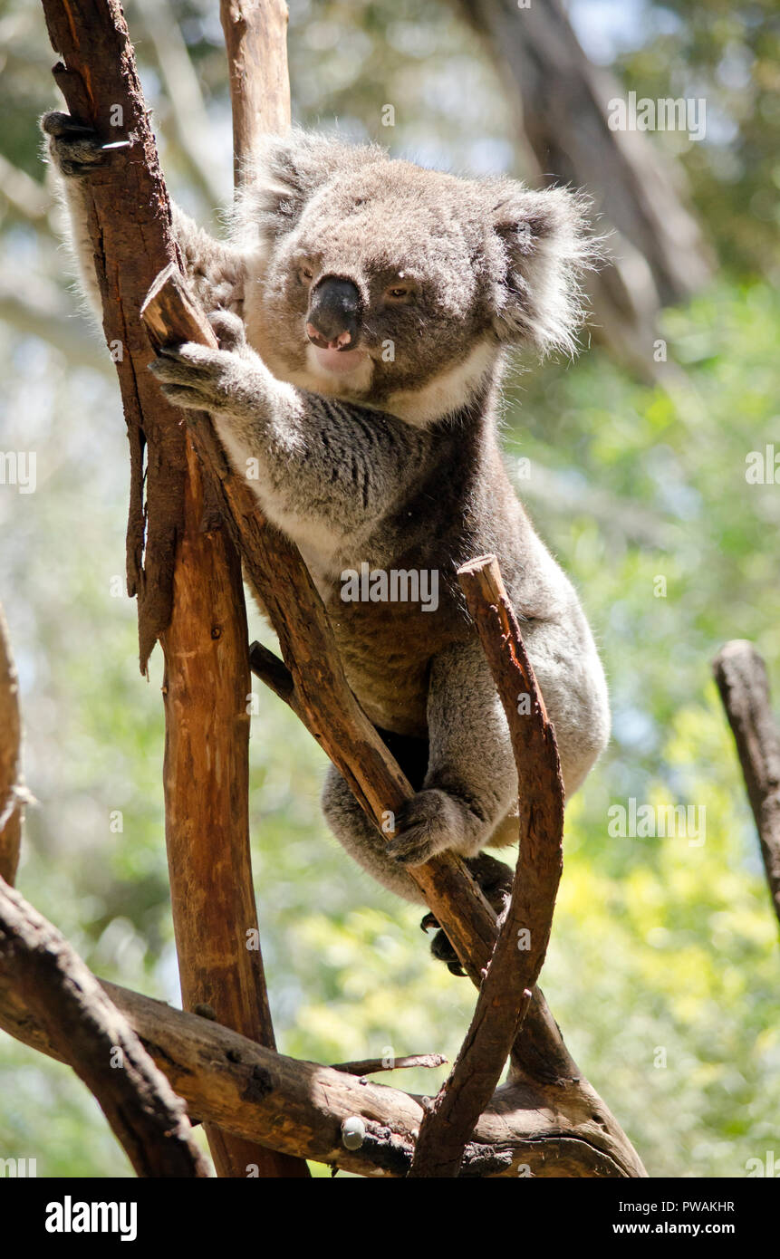 High Koala