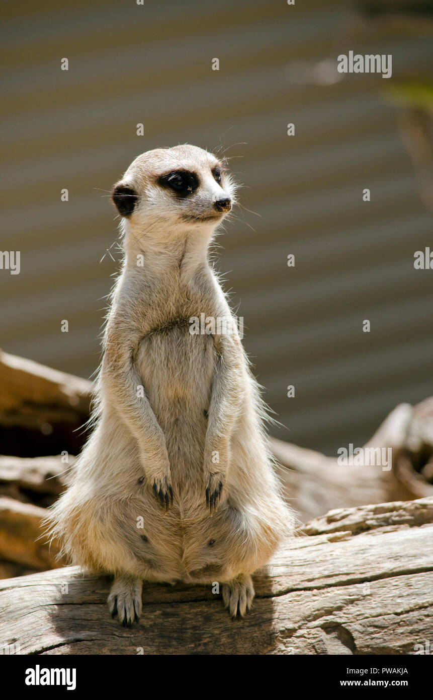 this meerkat is standing guard for his troop Stock Photo - Alamy