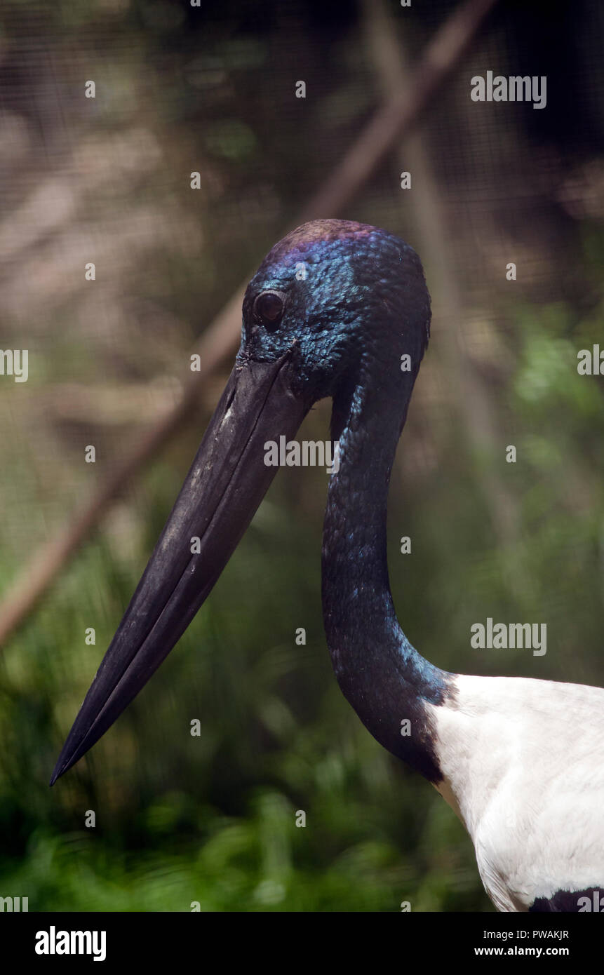 Blue stork hi-res stock photography and images - Alamy
