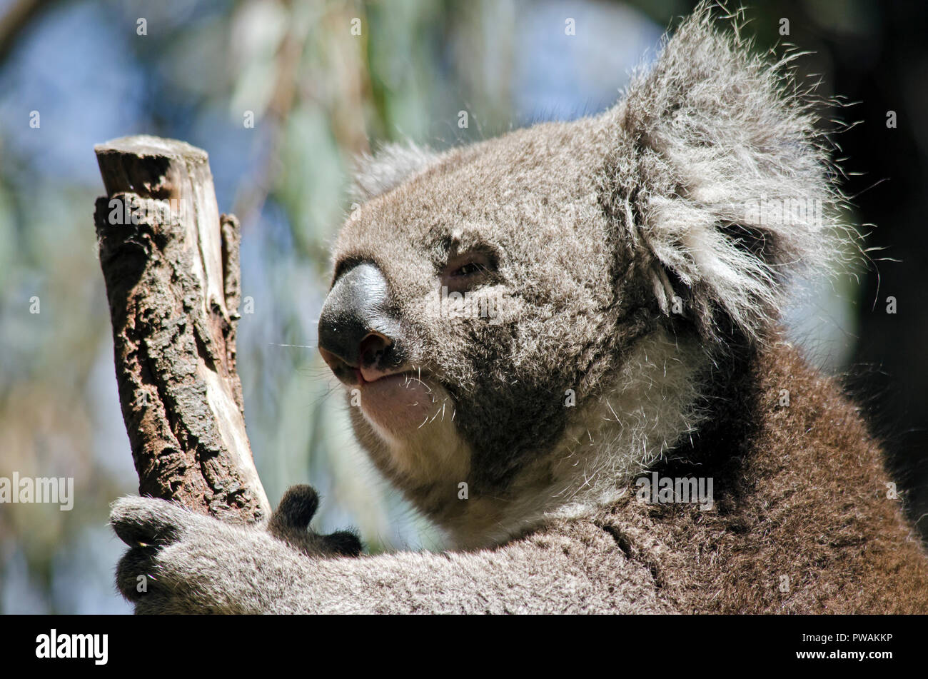 this is a close up of a koala Stock Photo - Alamy