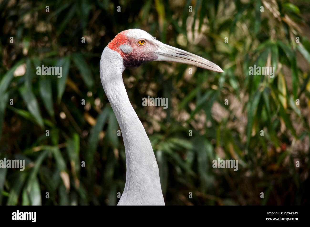 Brolga bird hi-res stock photography and images - Alamy