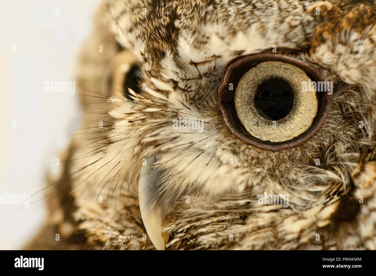 Close up on Eastern Screech Owl (Megascops asio) eye Stock Photo - Alamy