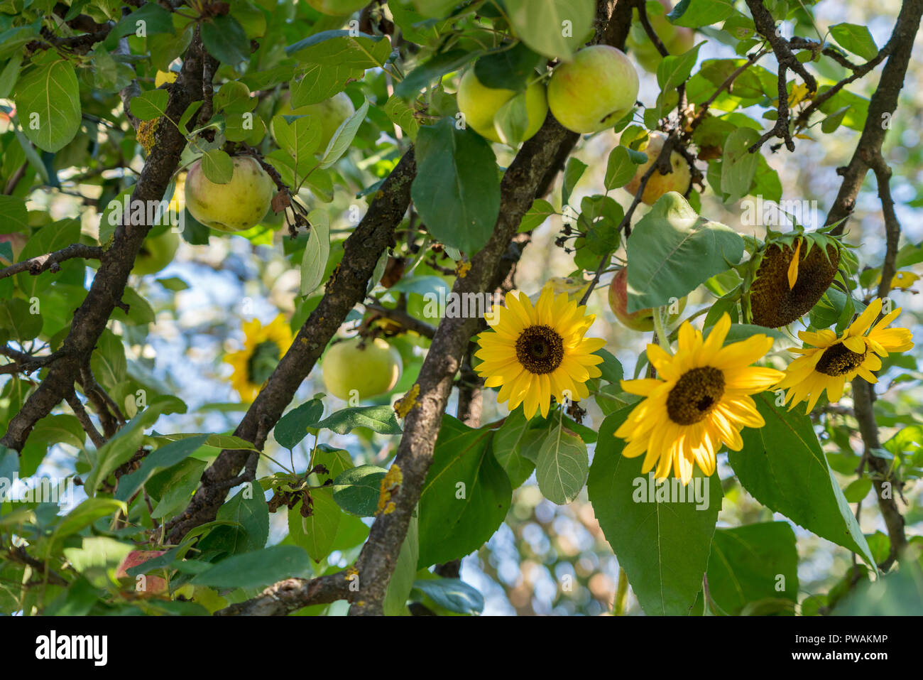 Sunflowers and Apples growing in a garden in Romania Stock Photo - Alamy