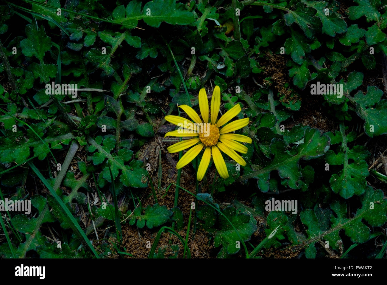 yellow daisy, top view, close up Stock Photo - Alamy