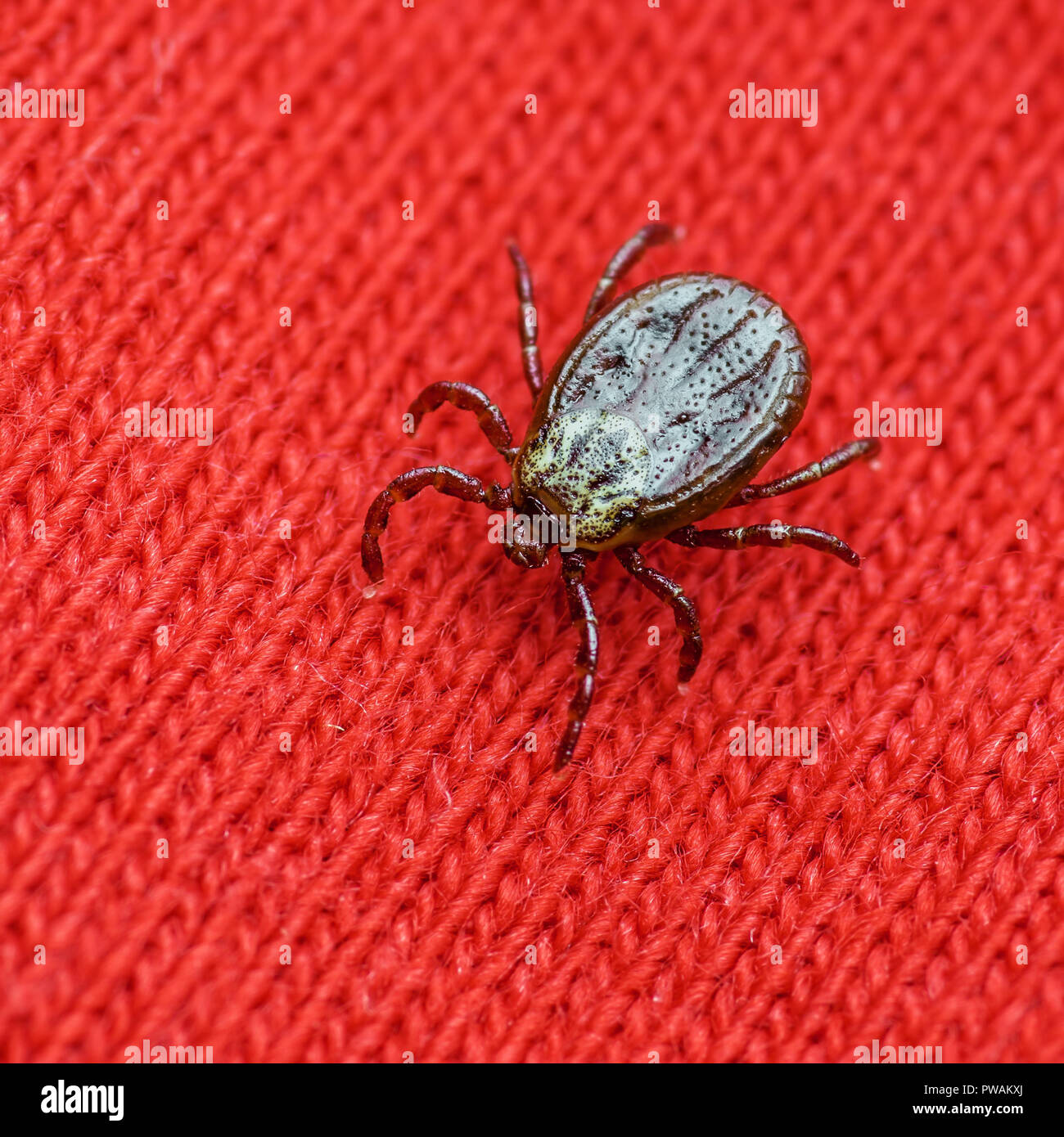 Red tick bug hi-res stock photography and images - Alamy