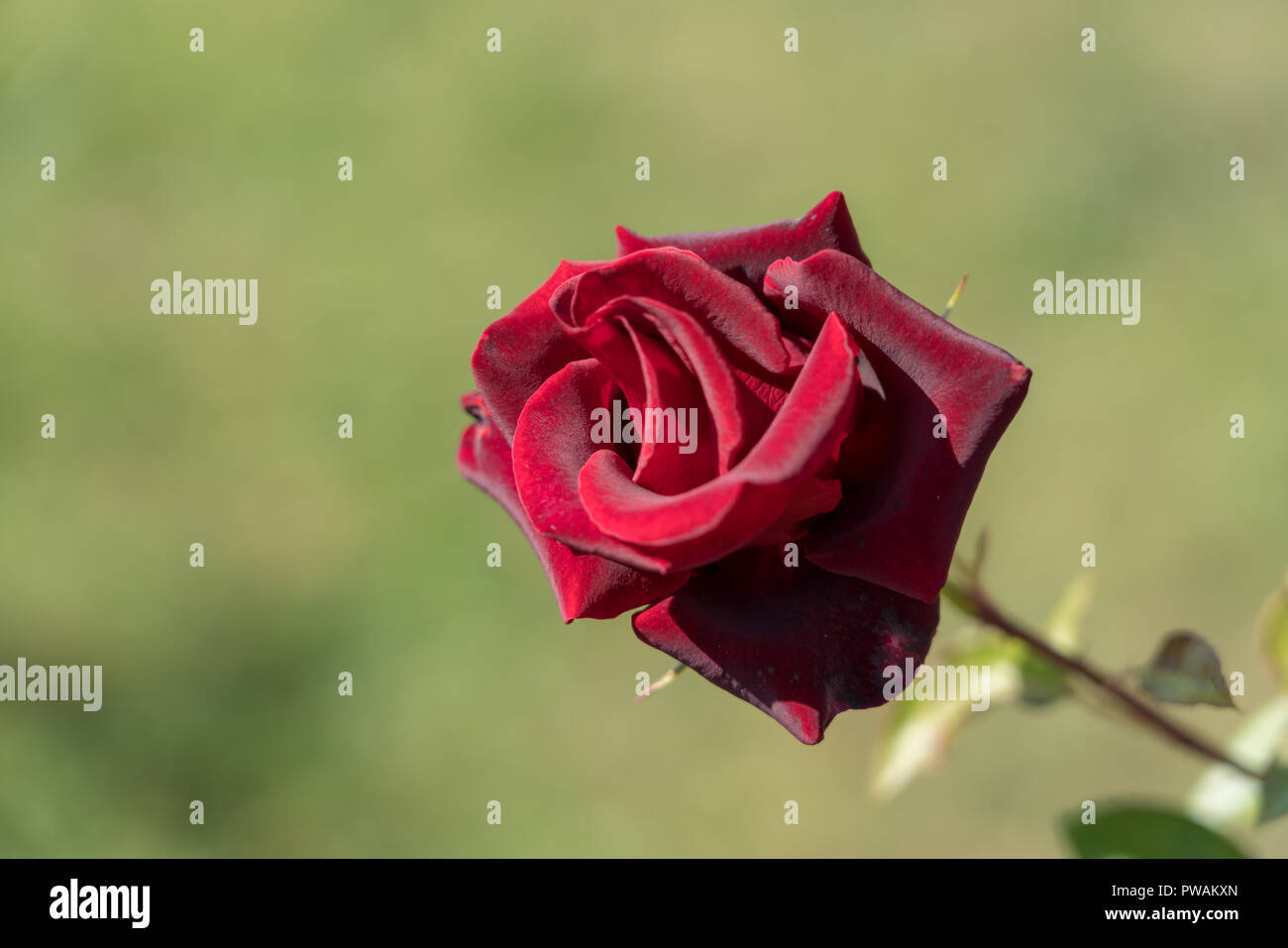 Red Rose growing in Romania Stock Photo - Alamy