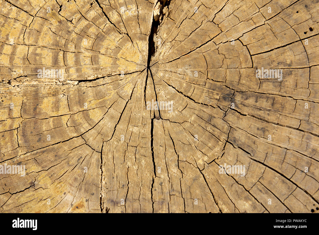 Yellow brown color tree ring background Stock Photo - Alamy