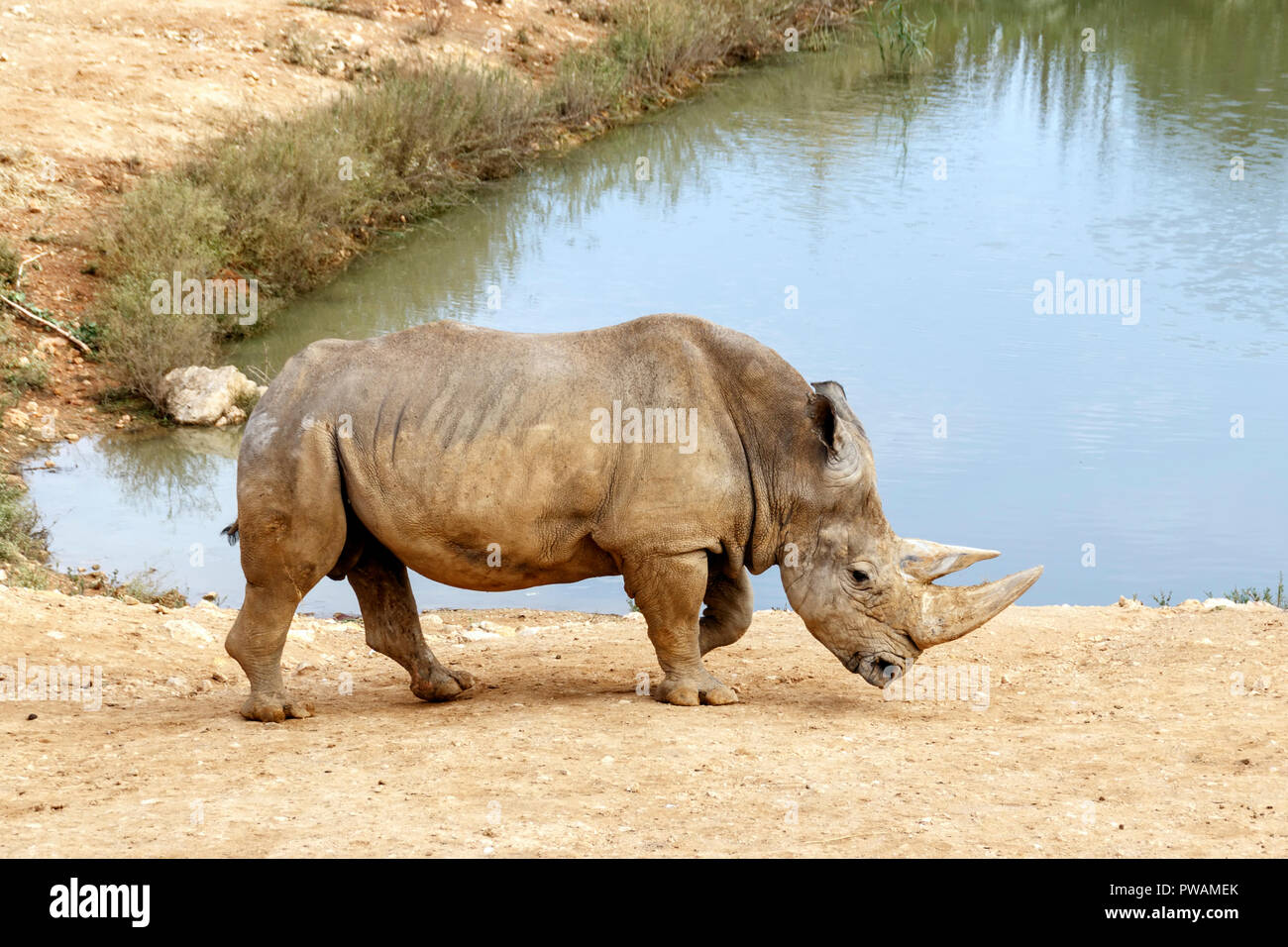 Large animal hi-res stock photography and images - Alamy