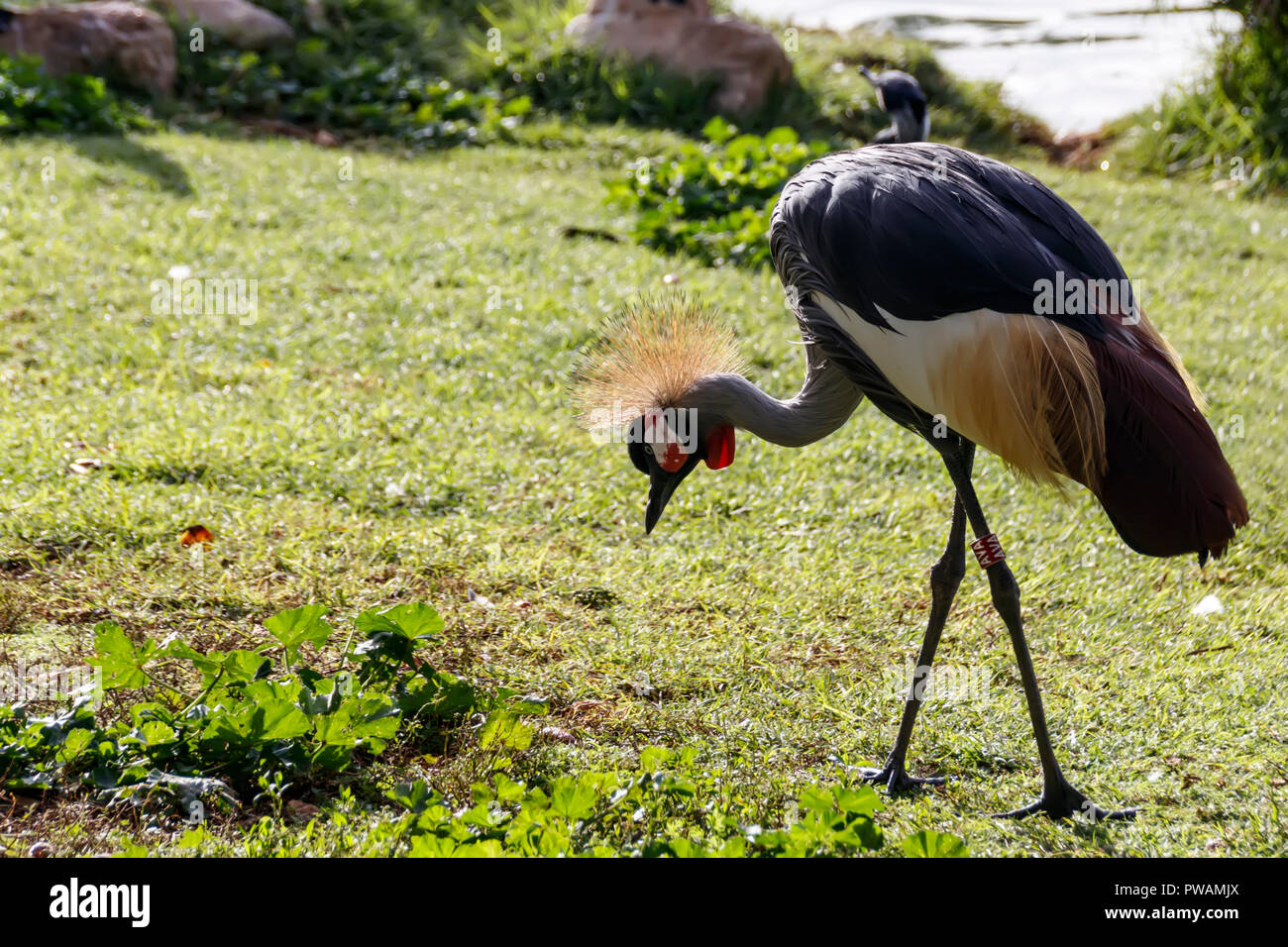 African Crowned Crane Stock Photo - Alamy
