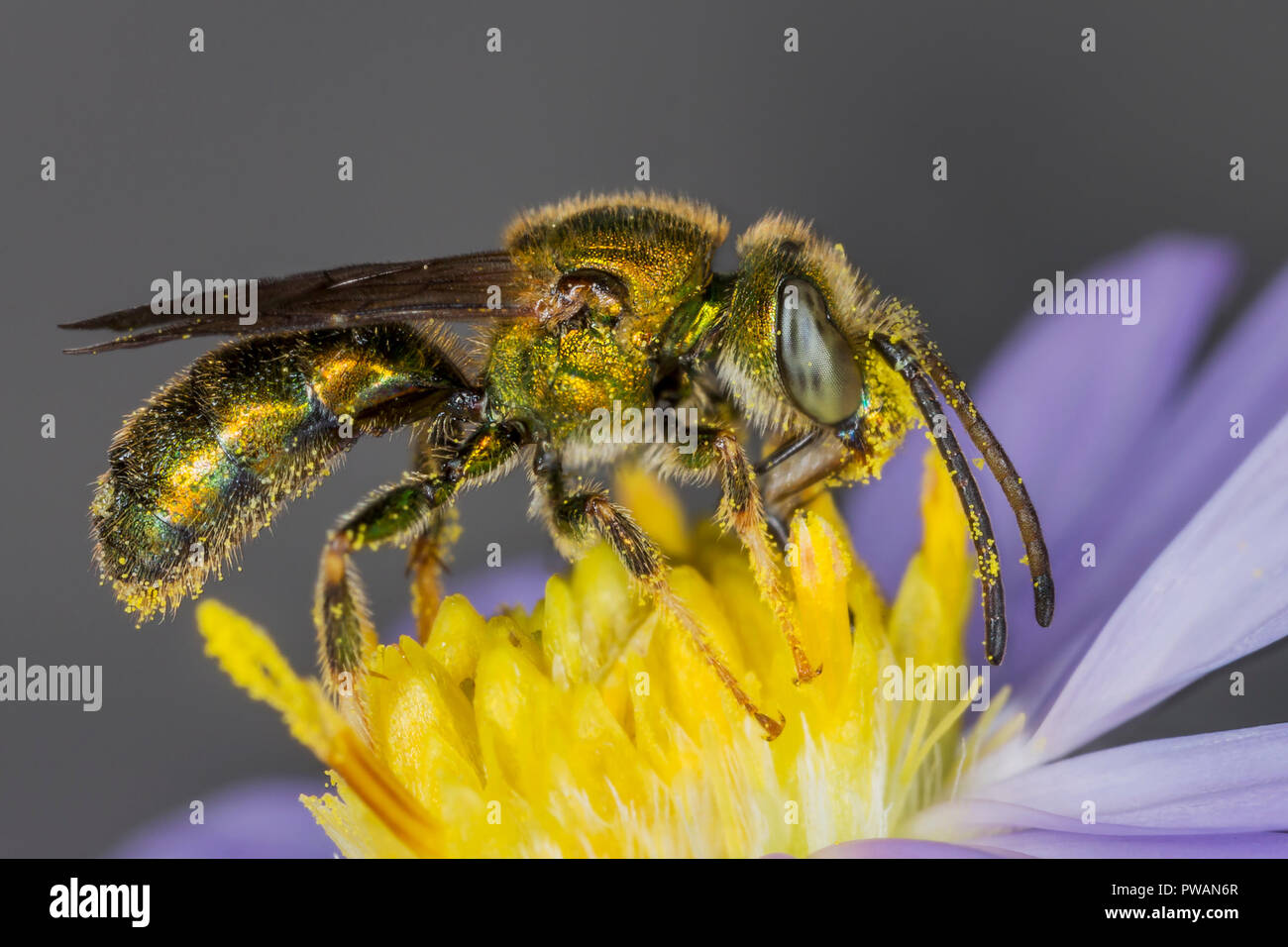 Sweat bee hi-res stock photography and images - Alamy