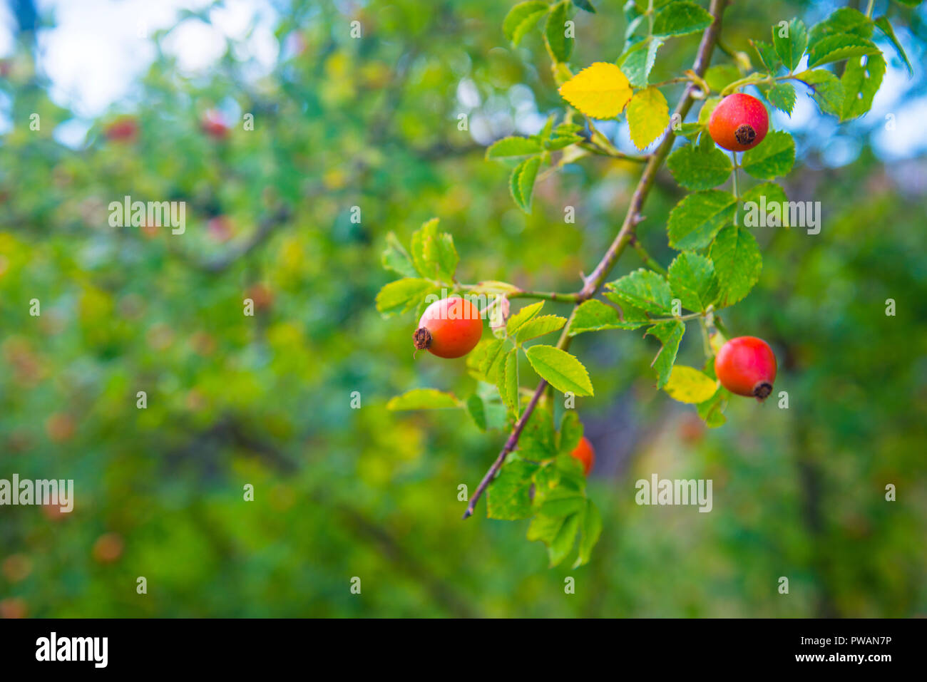 Arbusto arbusto arbustos arbustos hi-res stock photography and images ...
