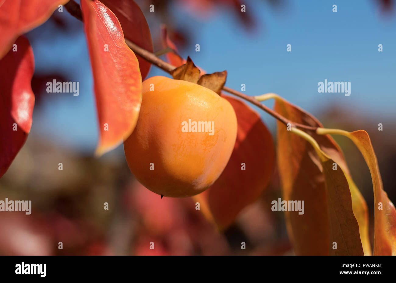 Persimmon tree winter hi-res stock photography and images - Alamy