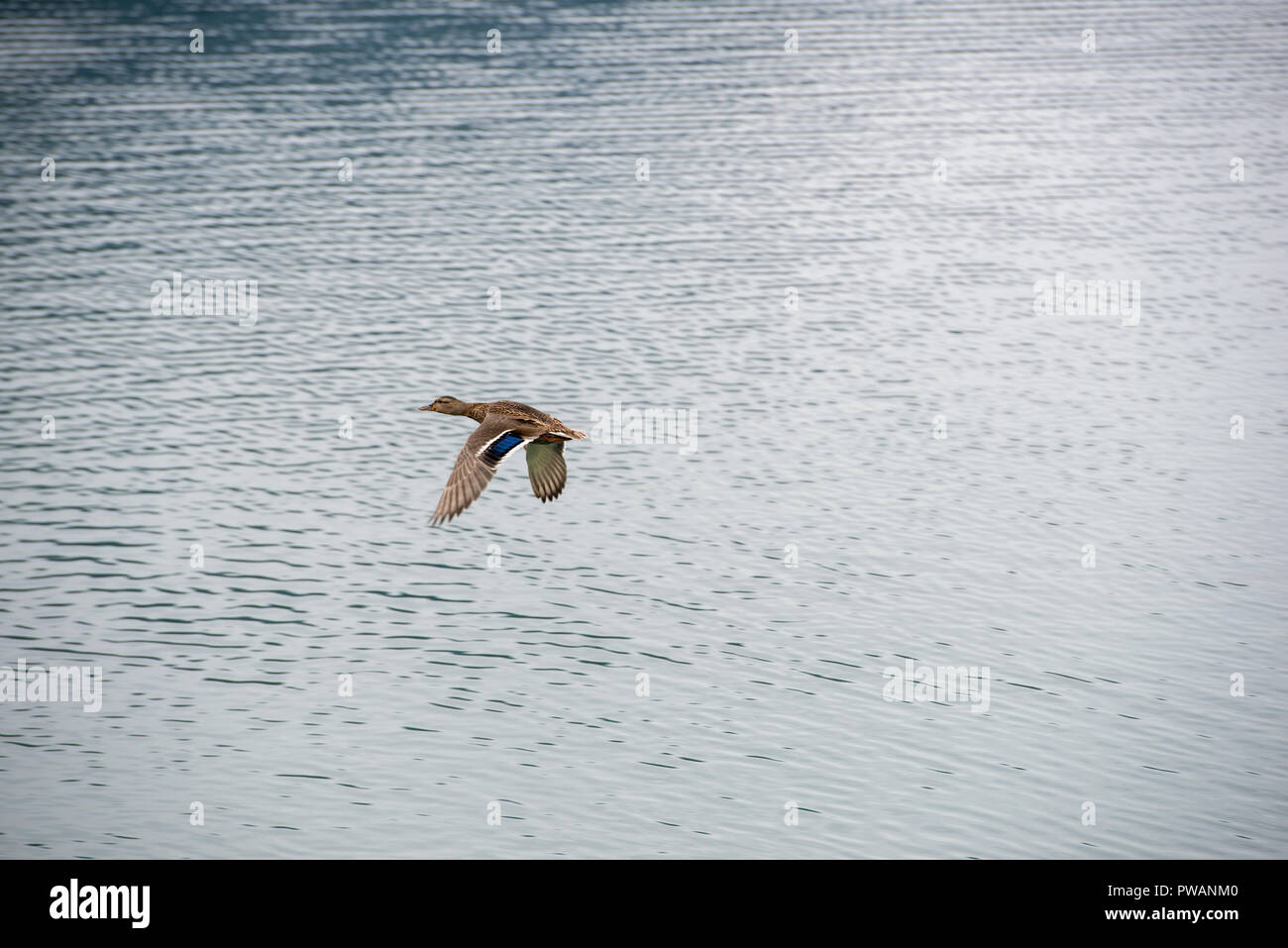 Duck flying over water hi-res stock photography and images - Alamy