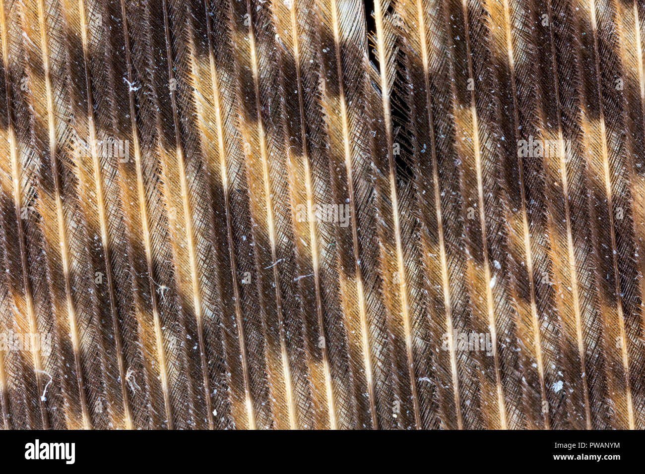 Magnified feathers hi-res stock photography and images - Alamy