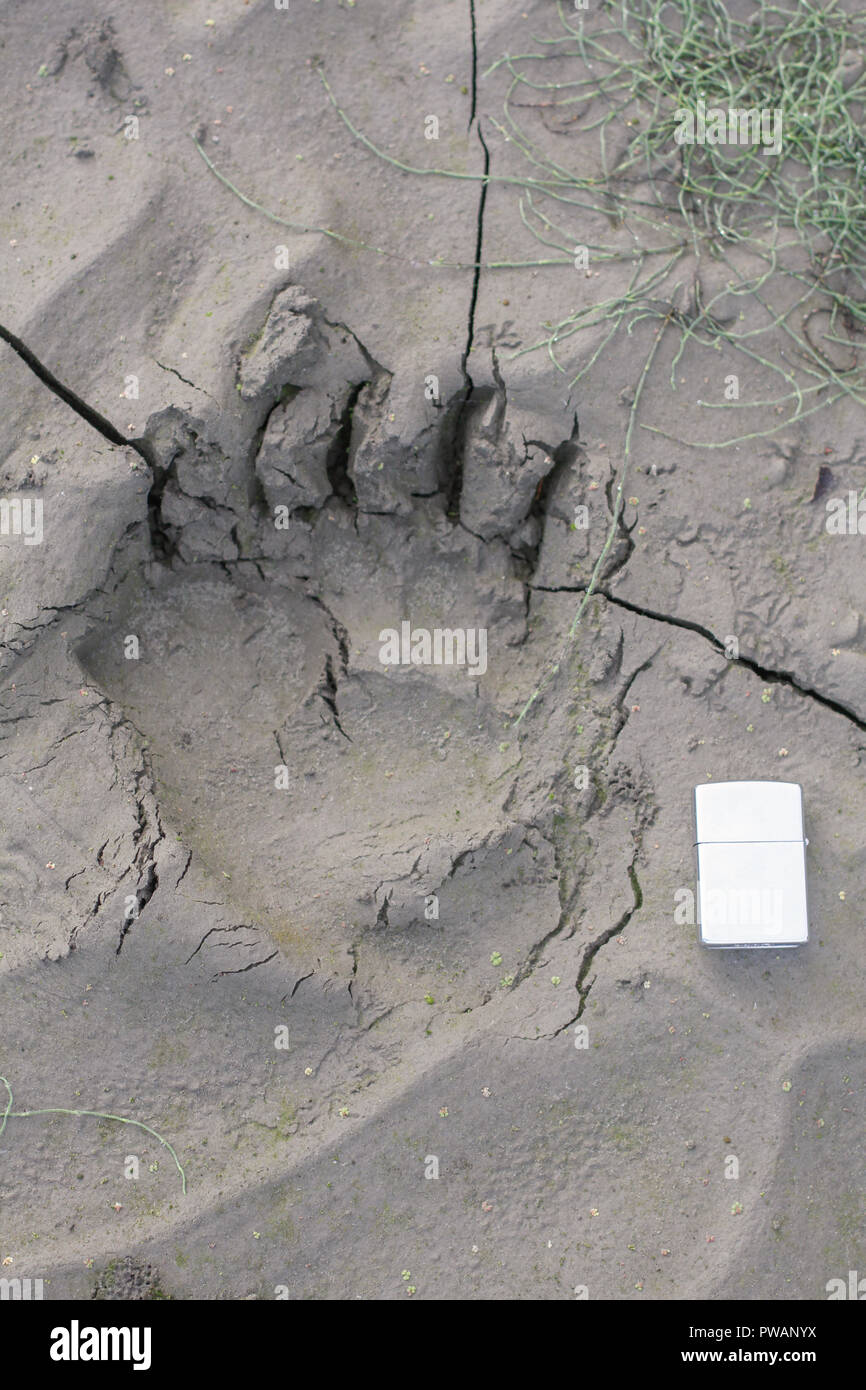 Grizzly bear footprint hi-res stock photography and images - Alamy