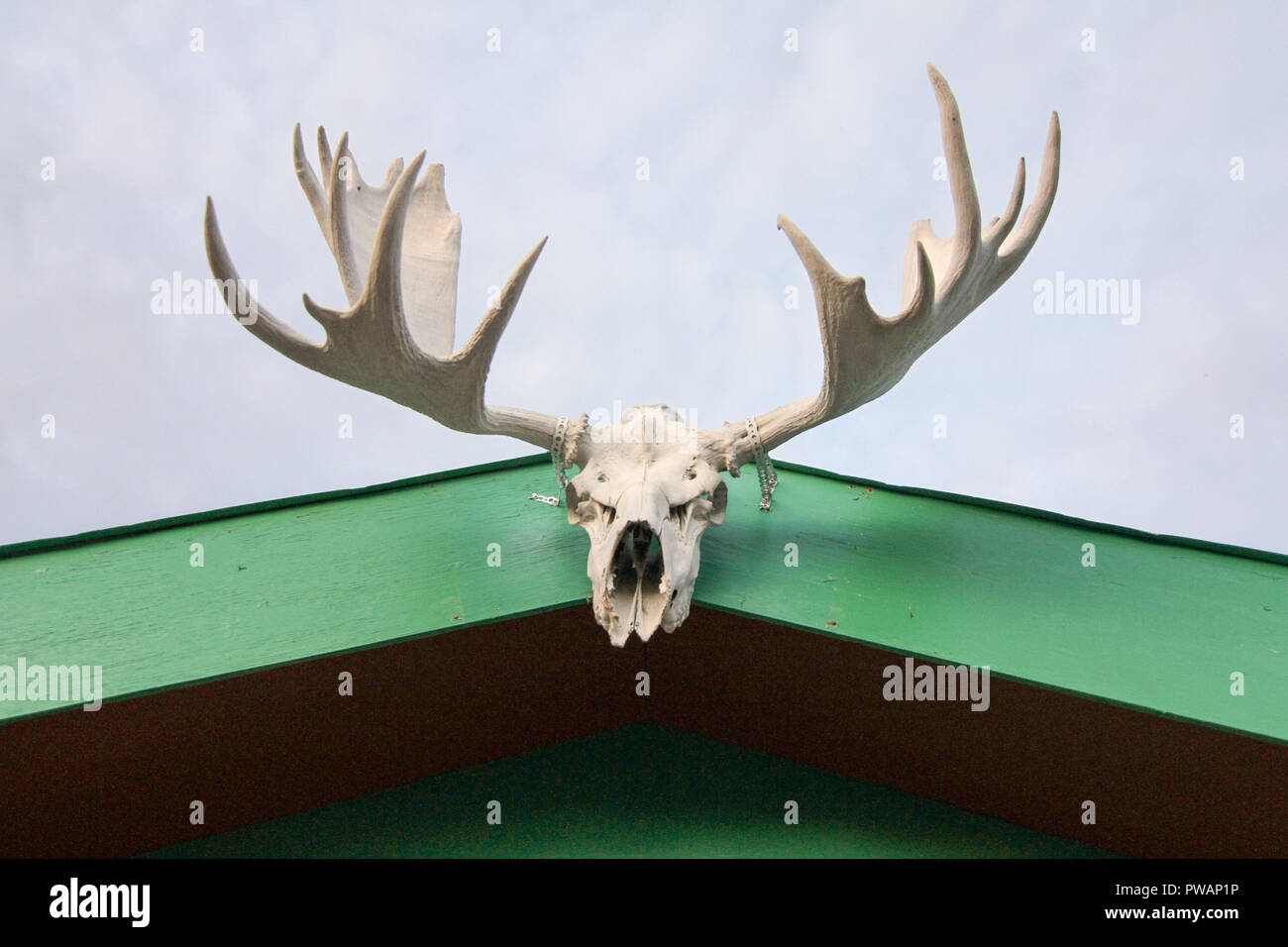 Whitehorse, Canada. Moose skull with antlers hanging outside from a ...