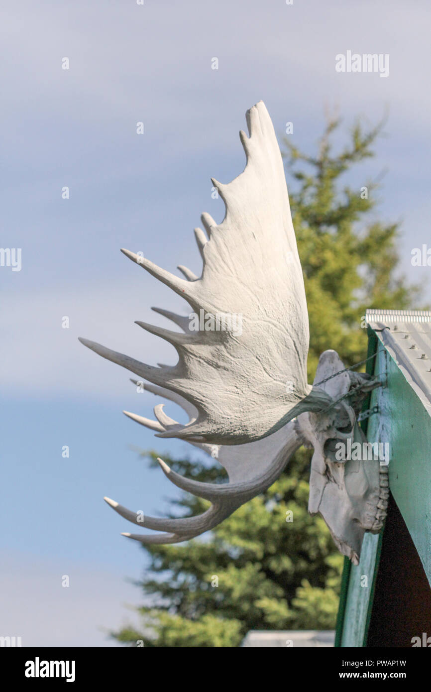 Whitehorse, Canada. Side view of moose skull with antlers hanging ...