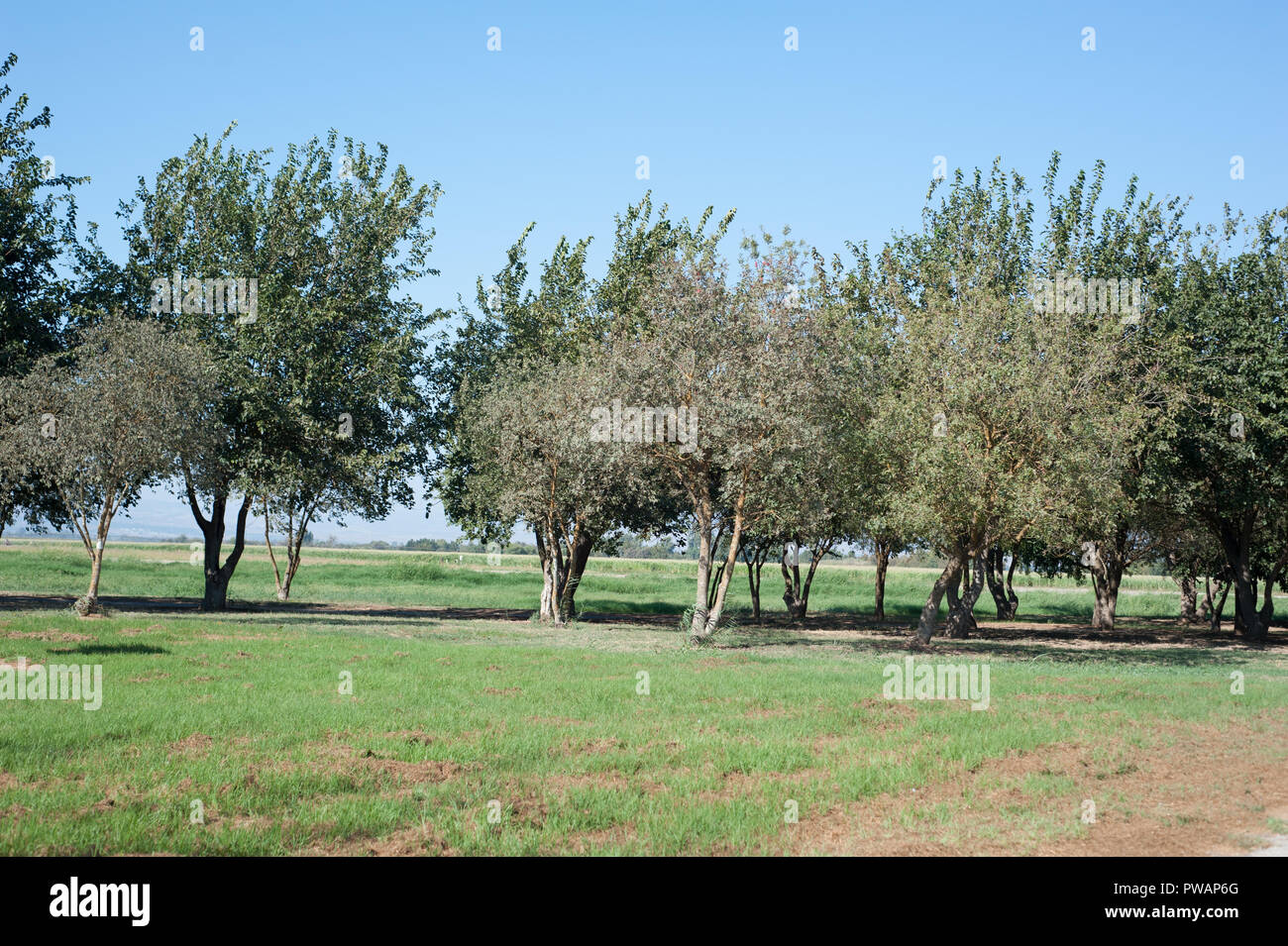 typical landscape of Hula valley Stock Photo - Alamy