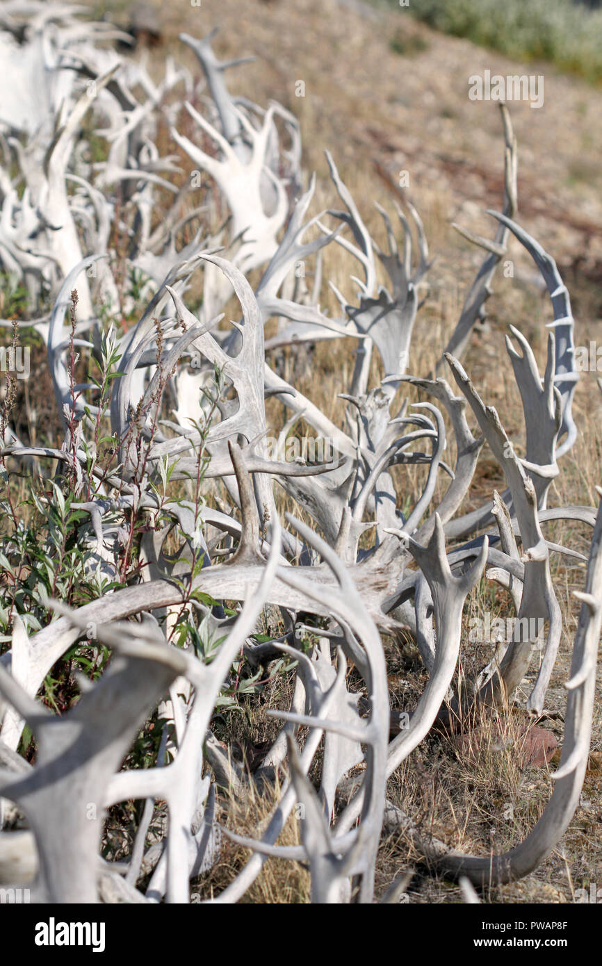 Old Crow, Canada. Fence made out of moose and caribou antlers to ward ...