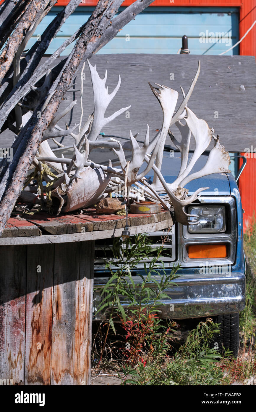 Moose and car hi-res stock photography and images - Alamy