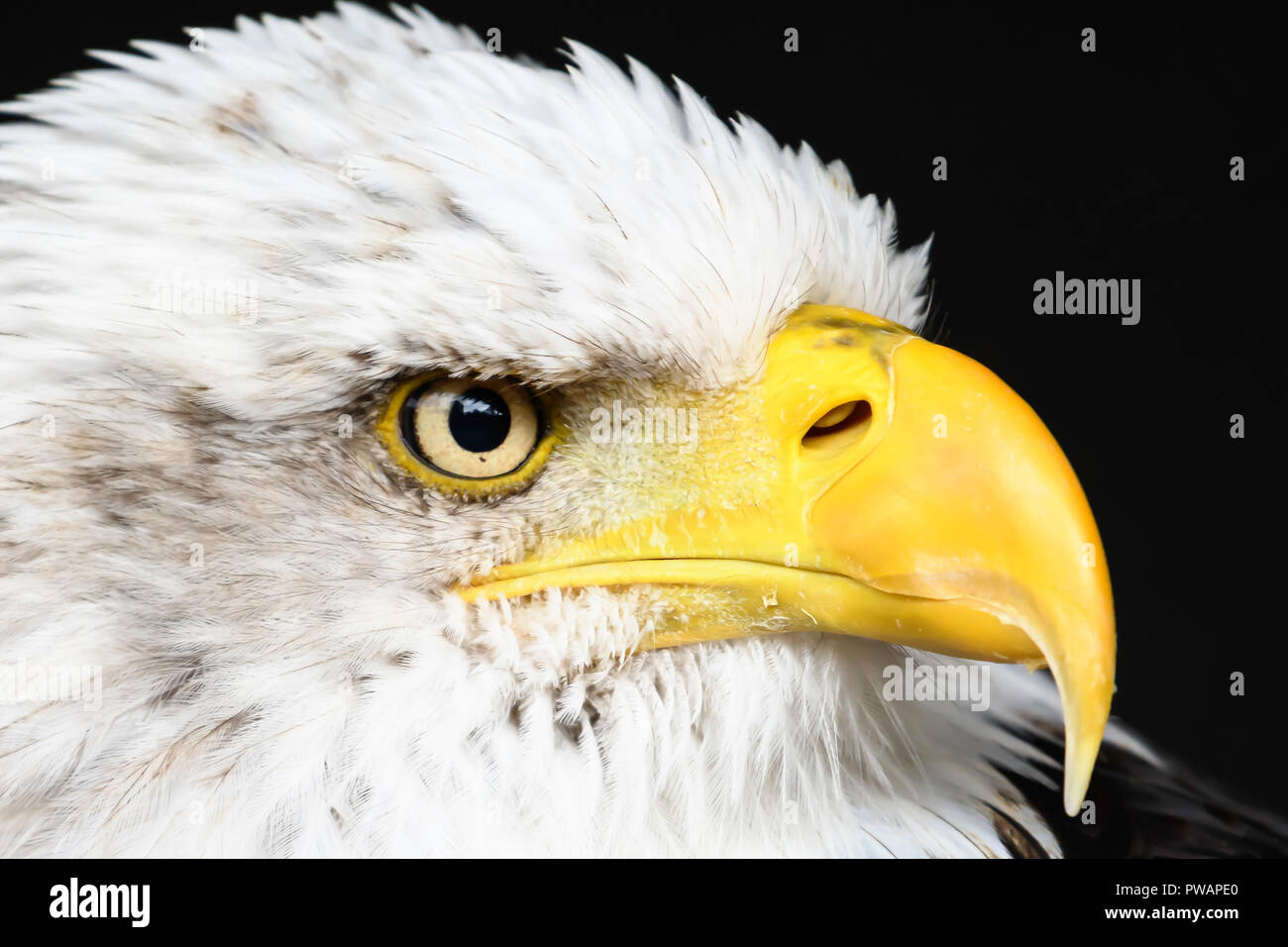 Bald Eagle Portrait Stock Photo - Alamy