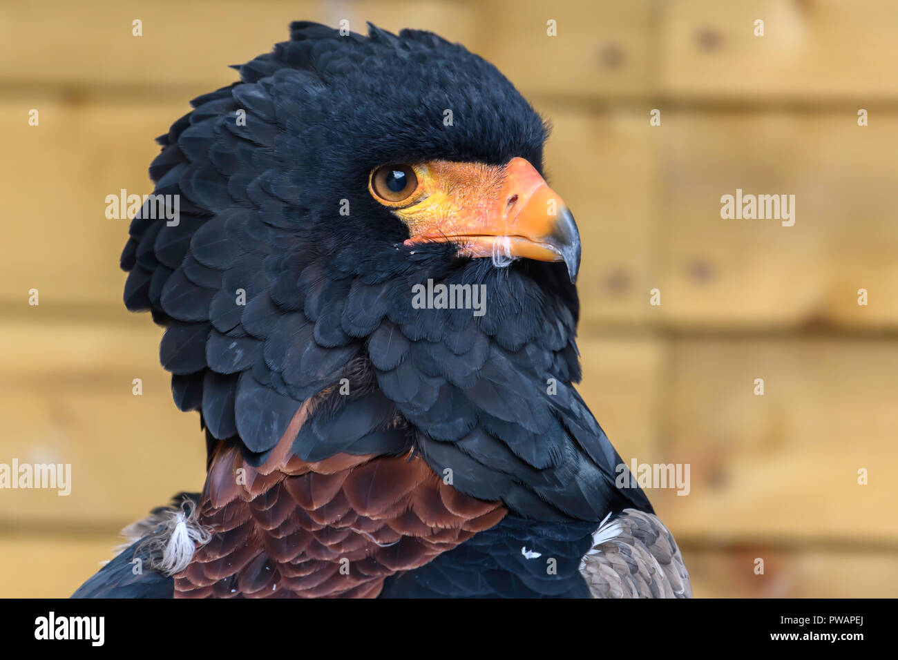 Bateleur Eagle Portrait Stock Photo - Alamy
