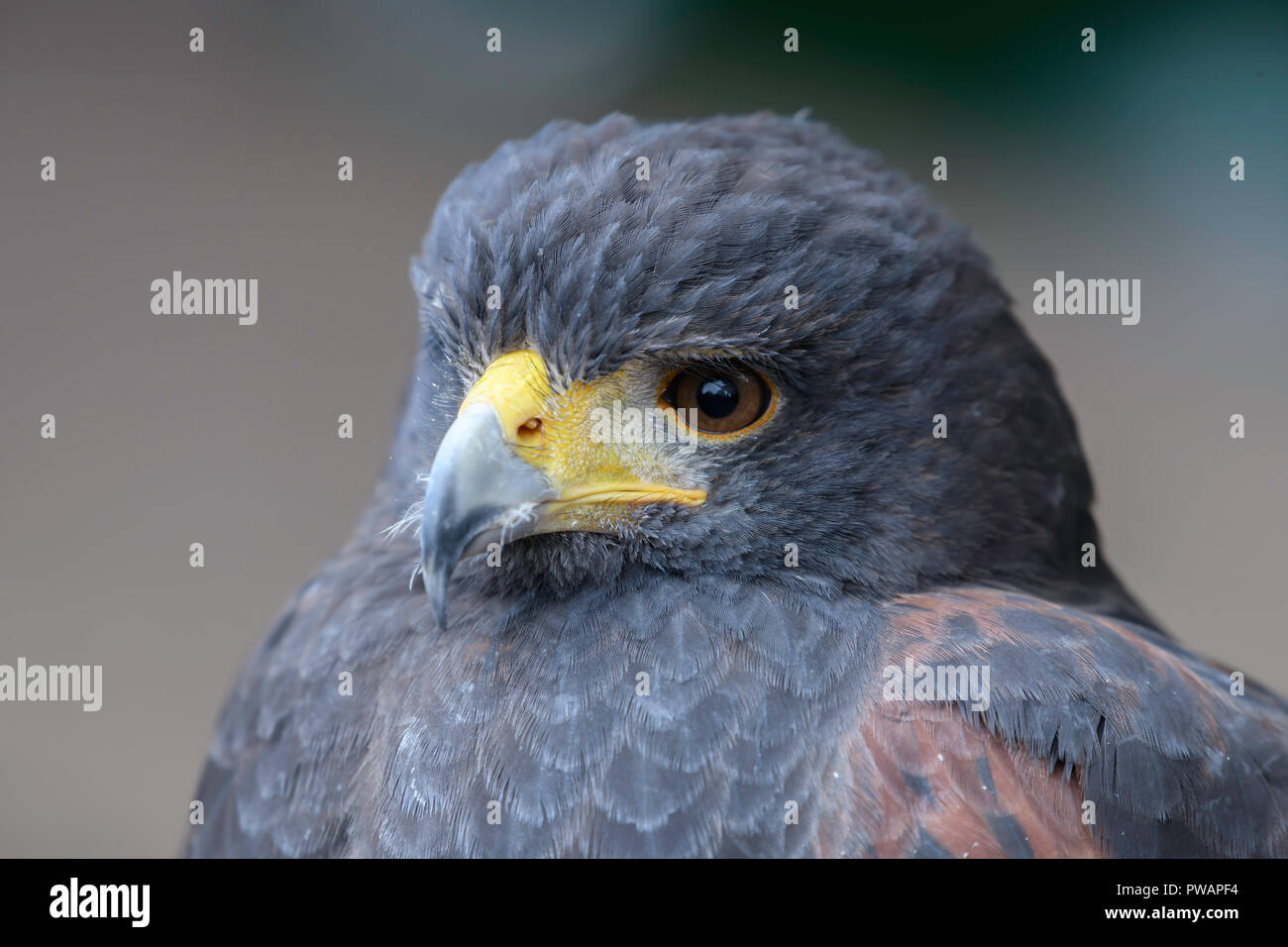 Chilean blue eagle hi-res stock photography and images - Alamy