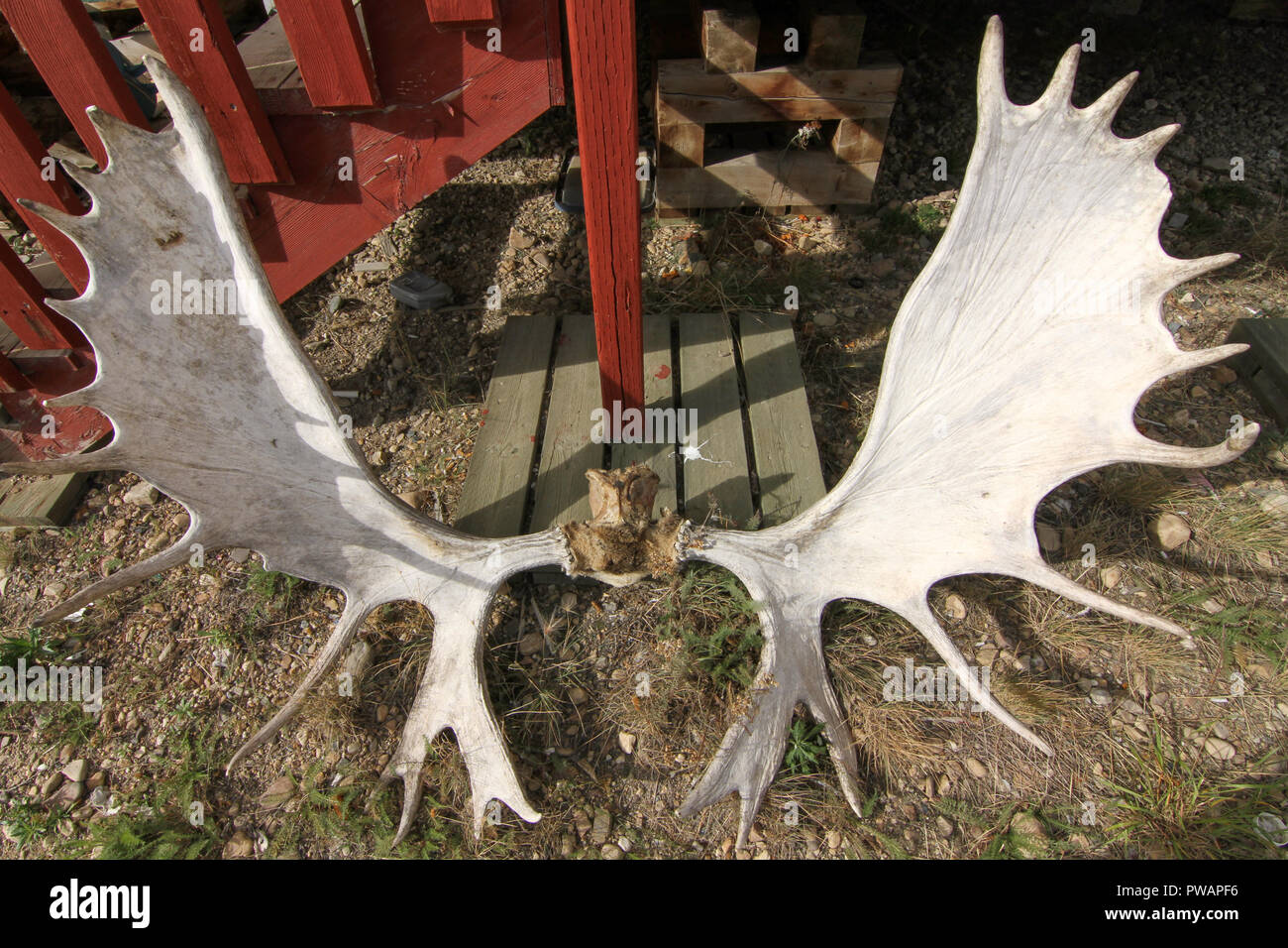 Old Crow, Porcupine river, Yukon Territory, Canada. Moose antlers lying ...