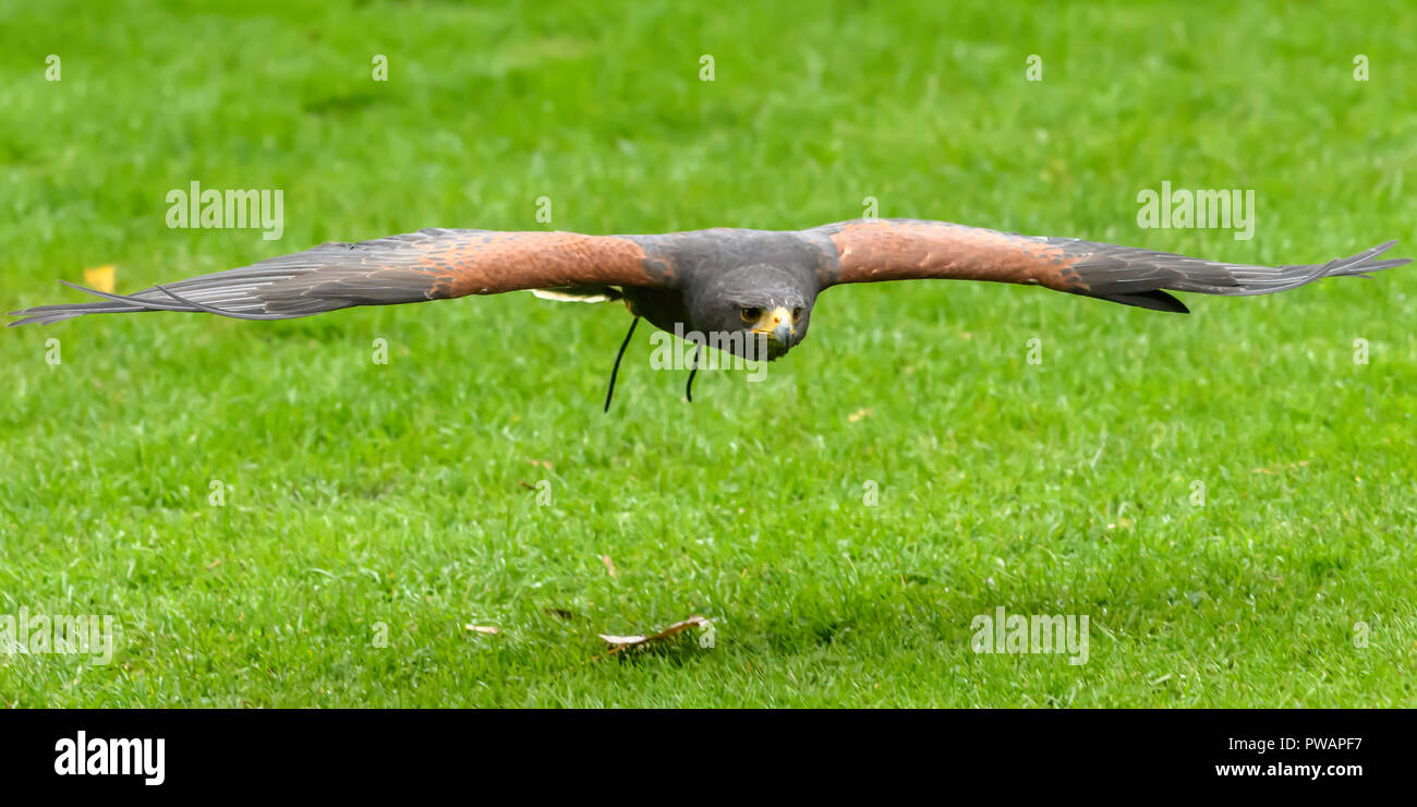 Harris Hawk flying Stock Photo - Alamy
