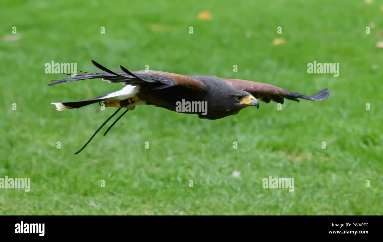 Harris hawk image hi-res stock photography and images - Alamy
