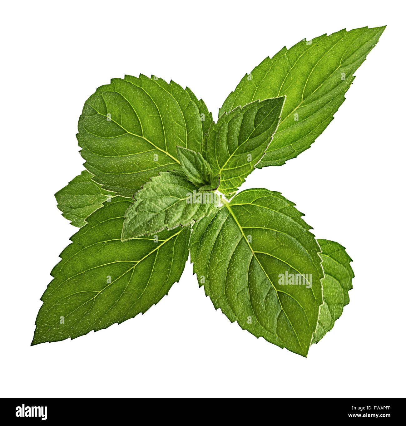 mint leaf isolated on white background Stock Photo - Alamy